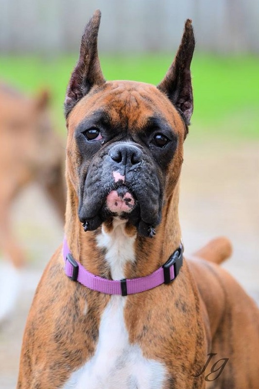 Jovilea's Gunpowder N Lead