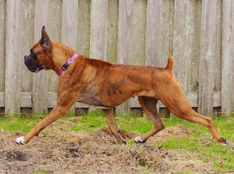 Jovilea's Gunpowder N Lead